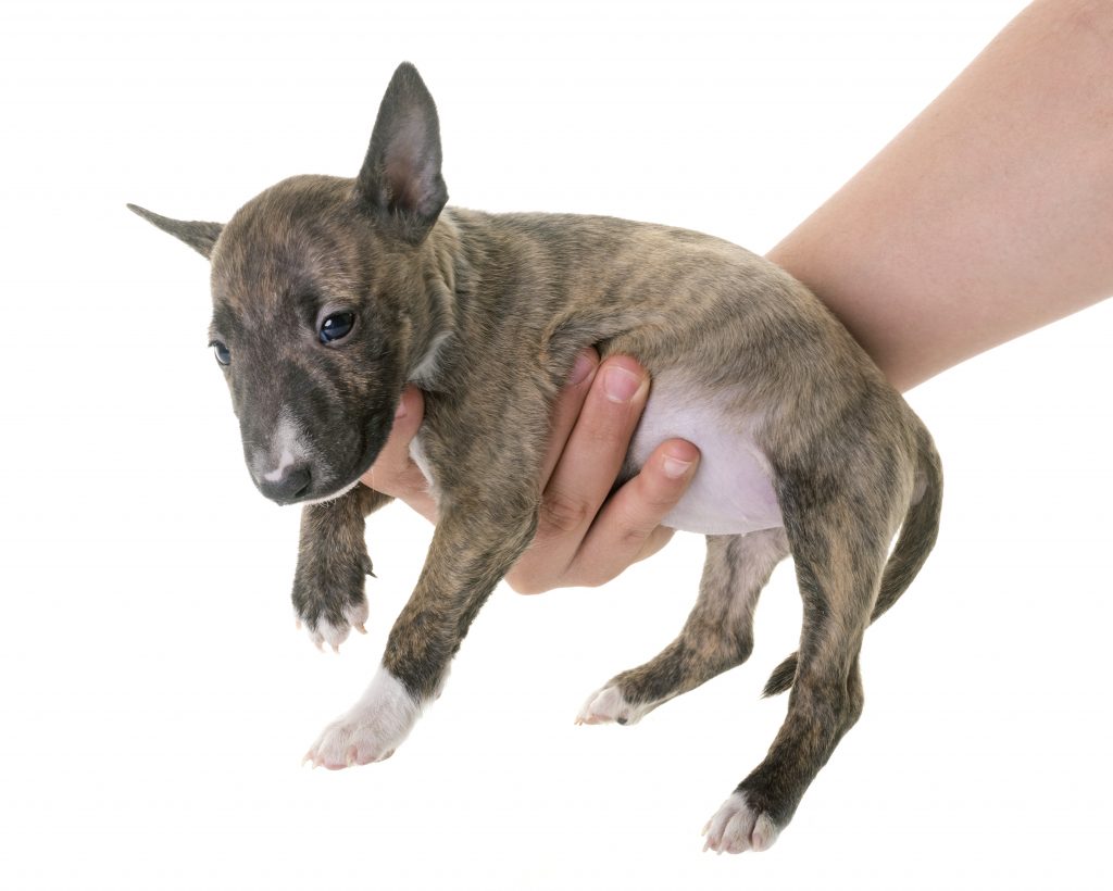 Conoce al adorable Bull Terrier Miniatura | Wakyma