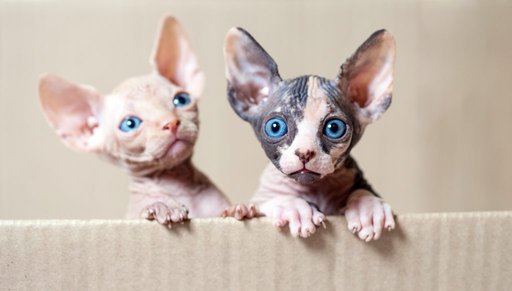 10 curiosidades del gato Sphynx o Esfinge que te sorprenderán