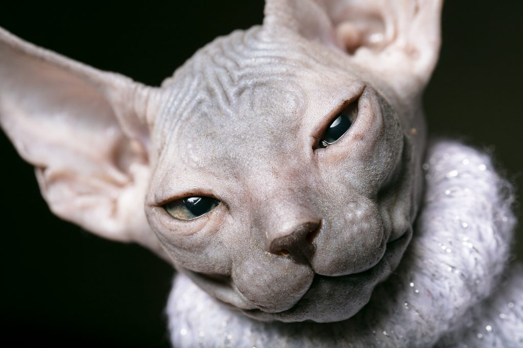 10 curiosidades del gato Sphynx o Esfinge que te sorprenderán