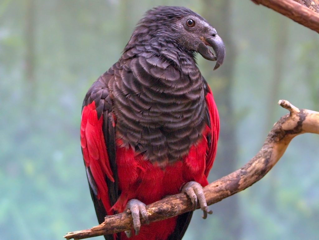 Conoce al imponente loro aguileño o loro de Pesquet