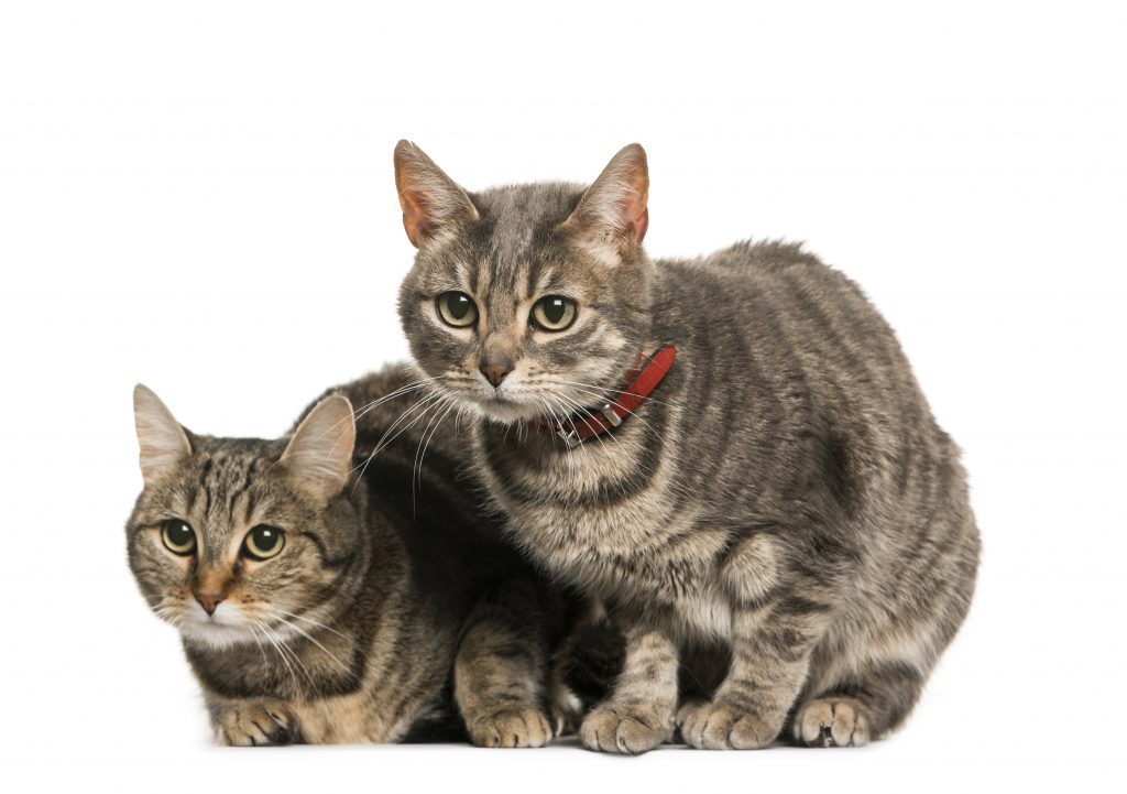 Collar para gatos: ¿cómo elegir el mejor? | Wakyma