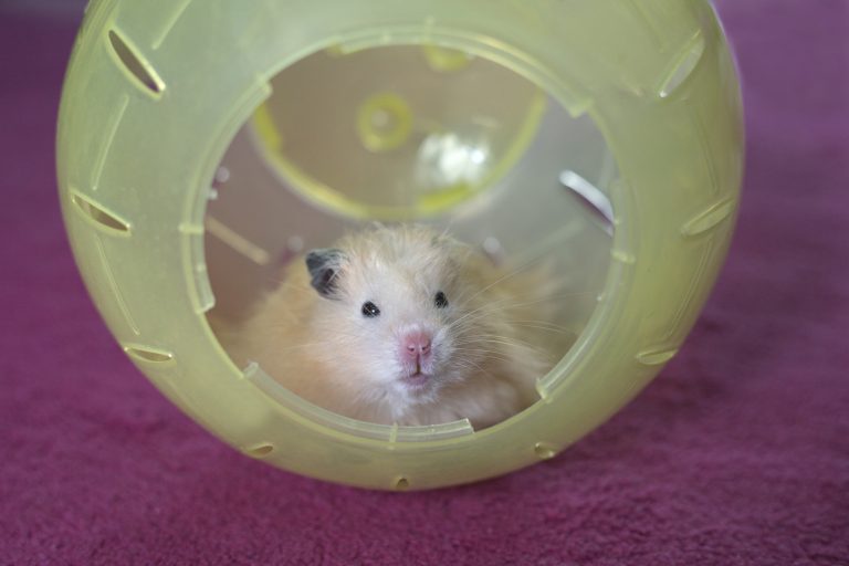 ¿Por qué tu hámster corre en la rueda de su jaula? | Wakyma