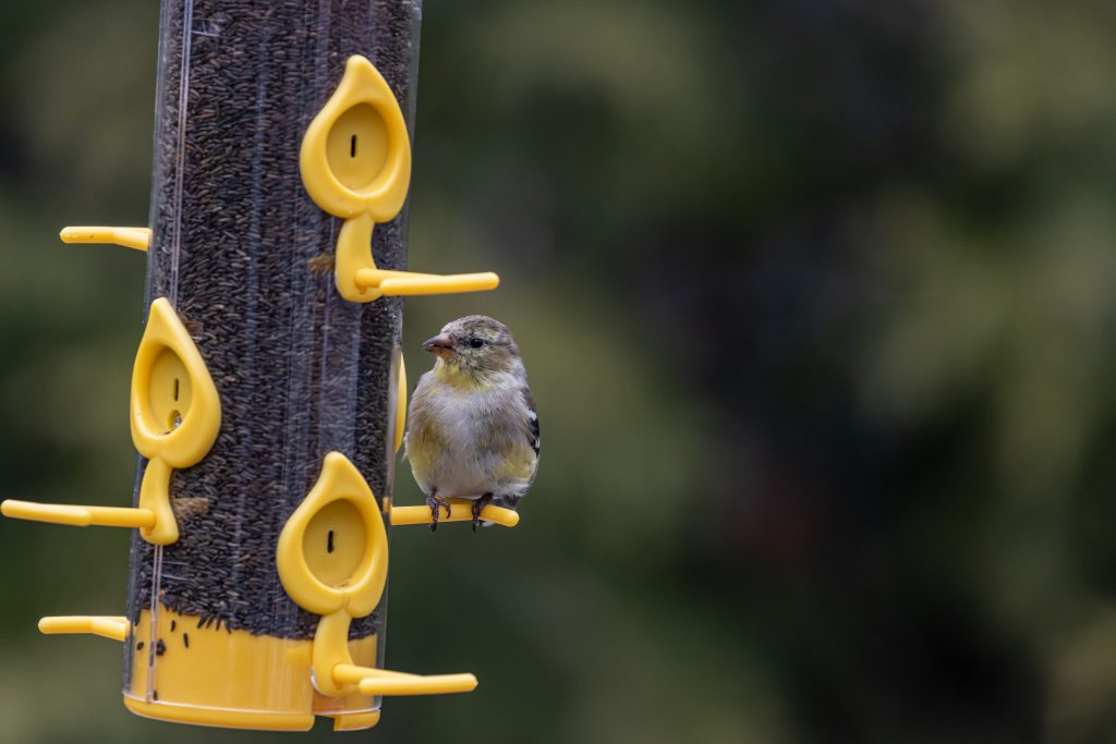 Los cuidados del pico de las aves más importantes