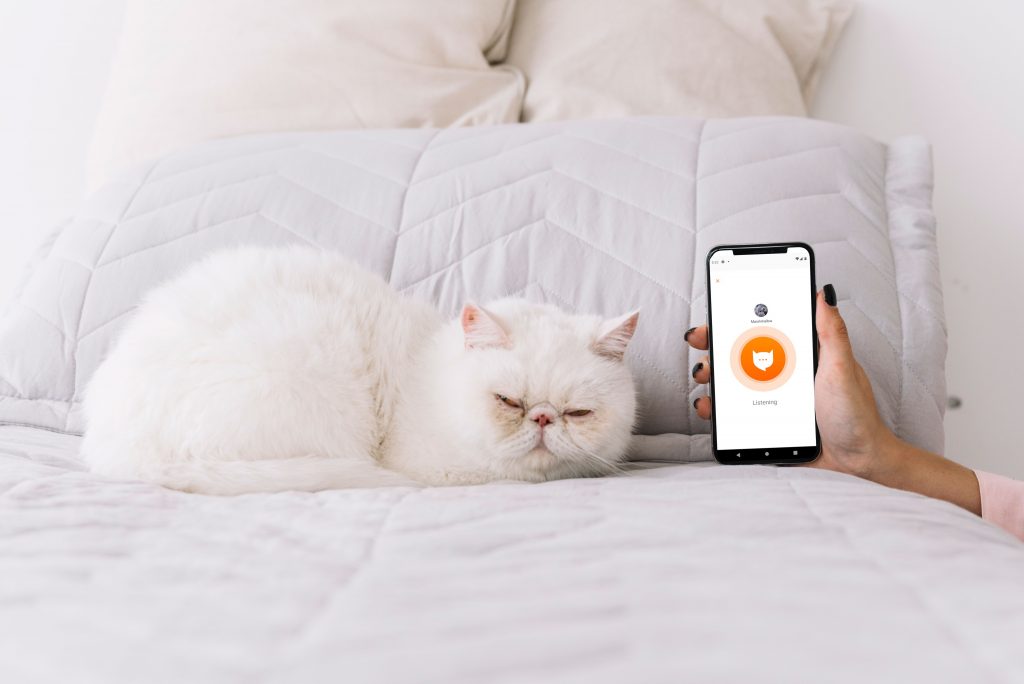 MeowTalk, la app que traduce lo que dice tu gato | Wakyma