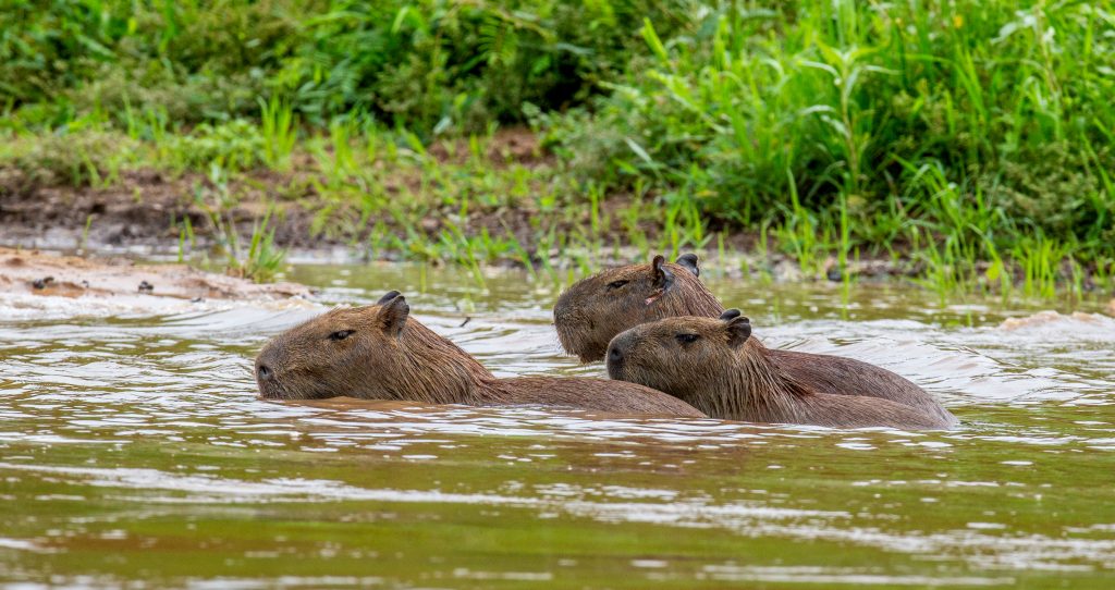 Capibara: conoce al roedor más grande del mundo