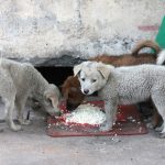 ¿El limón es bueno para los perros? | Wakyma Blog de Mascotas