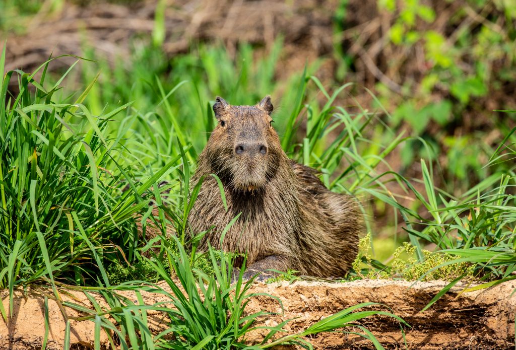 Capibara: conoce al roedor más grande del mundo