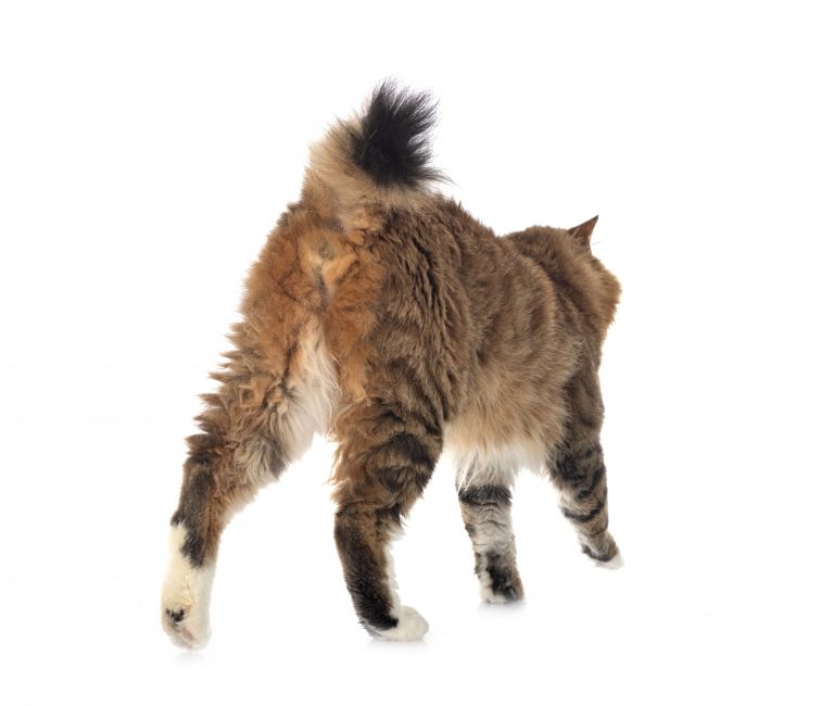 ¿Por qué mi gato me ignora cuando lo llamo? | Wakyma