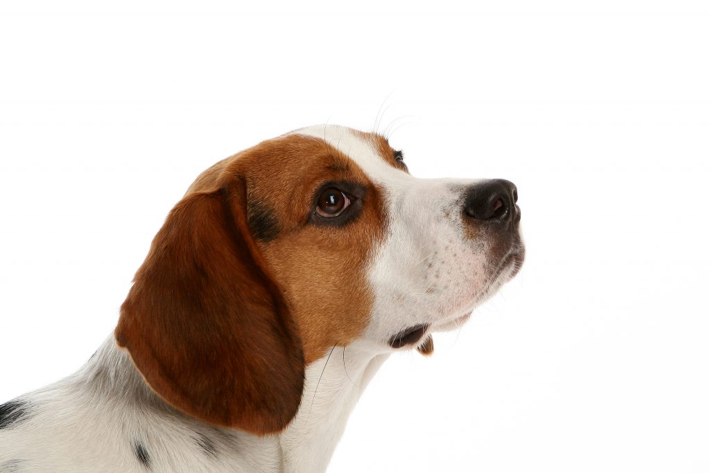 Foliculitis en perros: qué es y cómo se soluciona | Wakyma