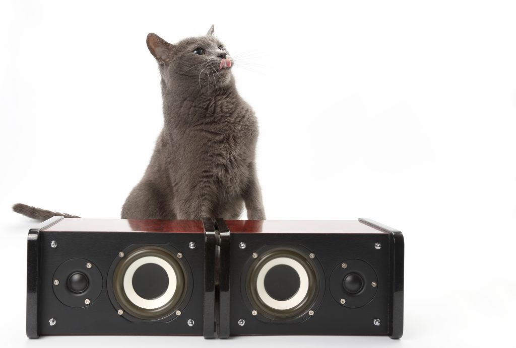 ¿A los gatos les gusta la música o no es así? | Wakyma
