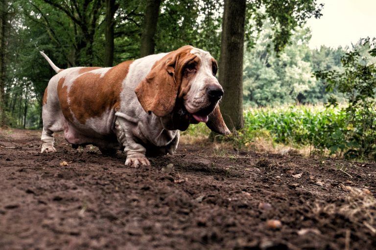 Razas de perros de patas cortas más conocidas | Wakyma