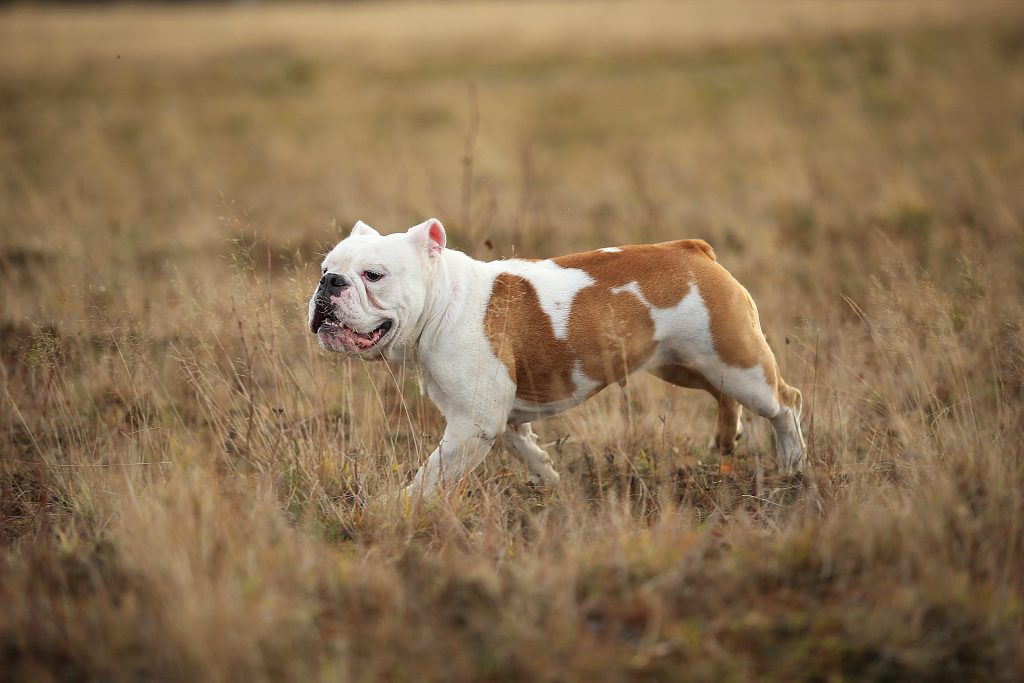 Razas de perros de patas cortas más conocidas | Wakyma
