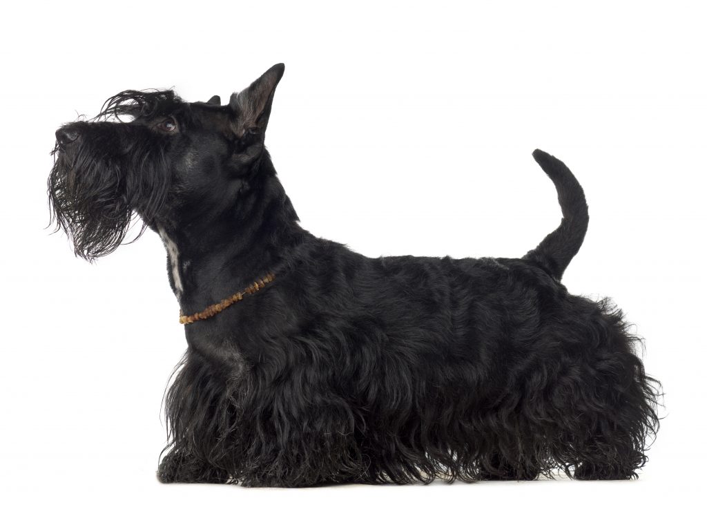 Razas de perros de patas cortas más conocidas | Wakyma