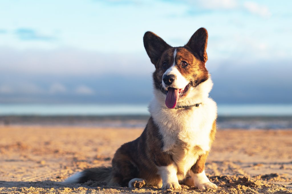 Razas de perros de patas cortas más conocidas | Wakyma