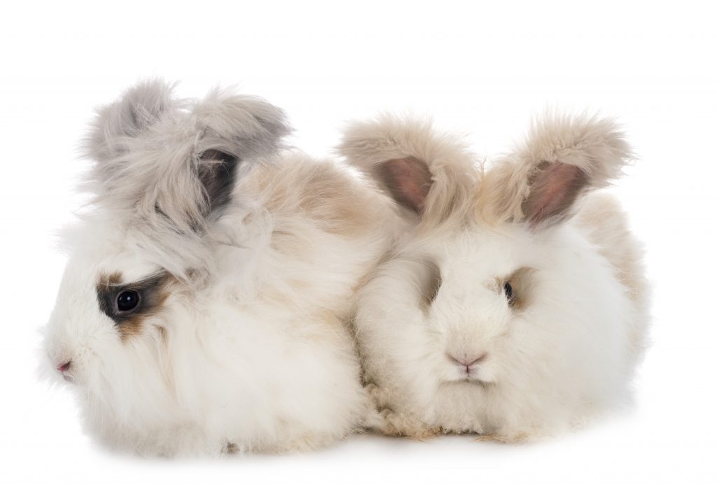 Los cuidados del conejo de Angora más importantes