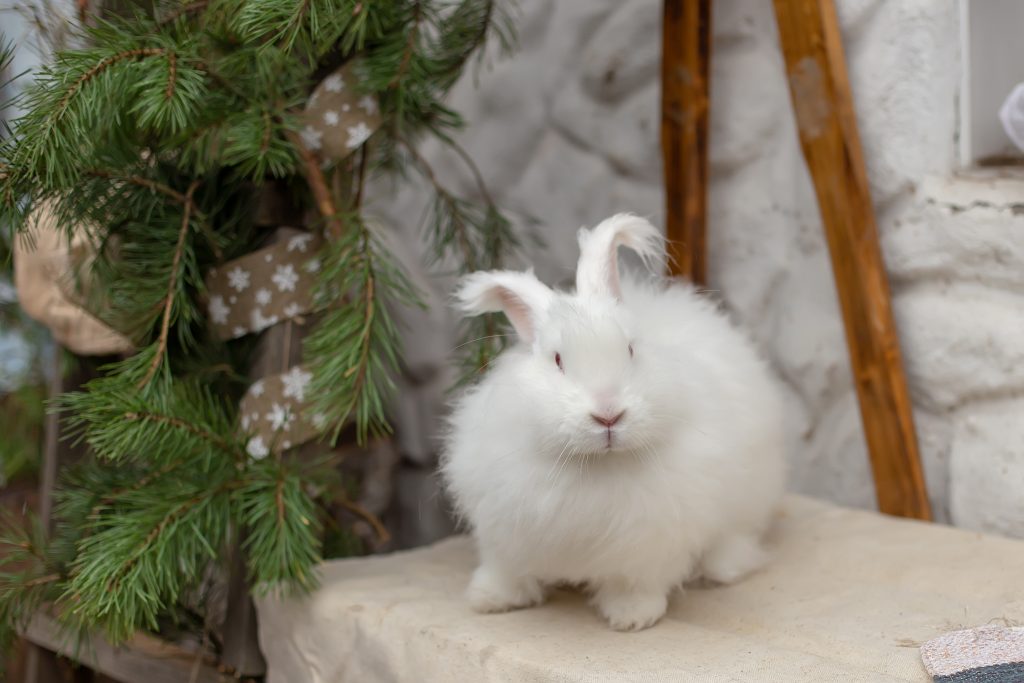 Los cuidados del conejo de Angora más importantes