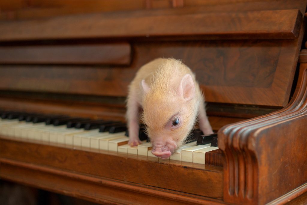 10 curiosidades del mini cerdo o mini pig que te sorprenderán