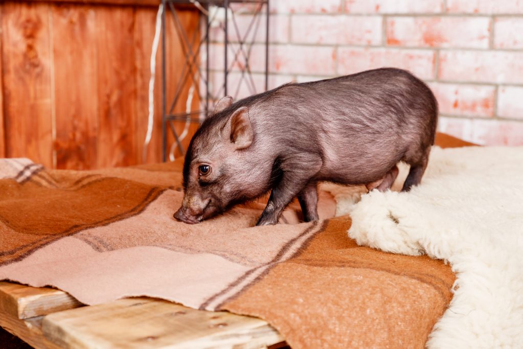 10 curiosidades del mini cerdo o mini pig que te sorprenderán