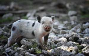 10 curiosidades del mini cerdo o mini pig que te sorprenderán
