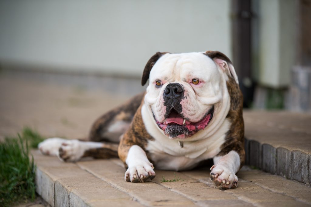 Posturas de descanso en perros: ¿qué significan? | Wakyma