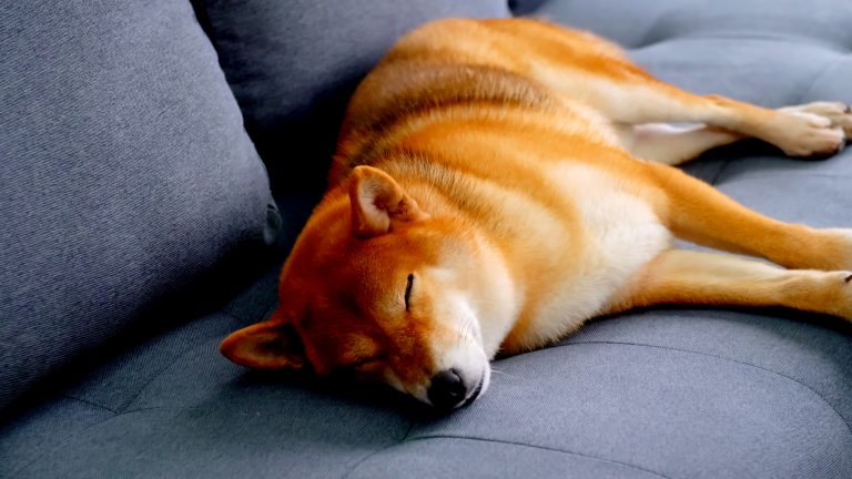Posturas de descanso en perros: ¿qué significan? | Wakyma