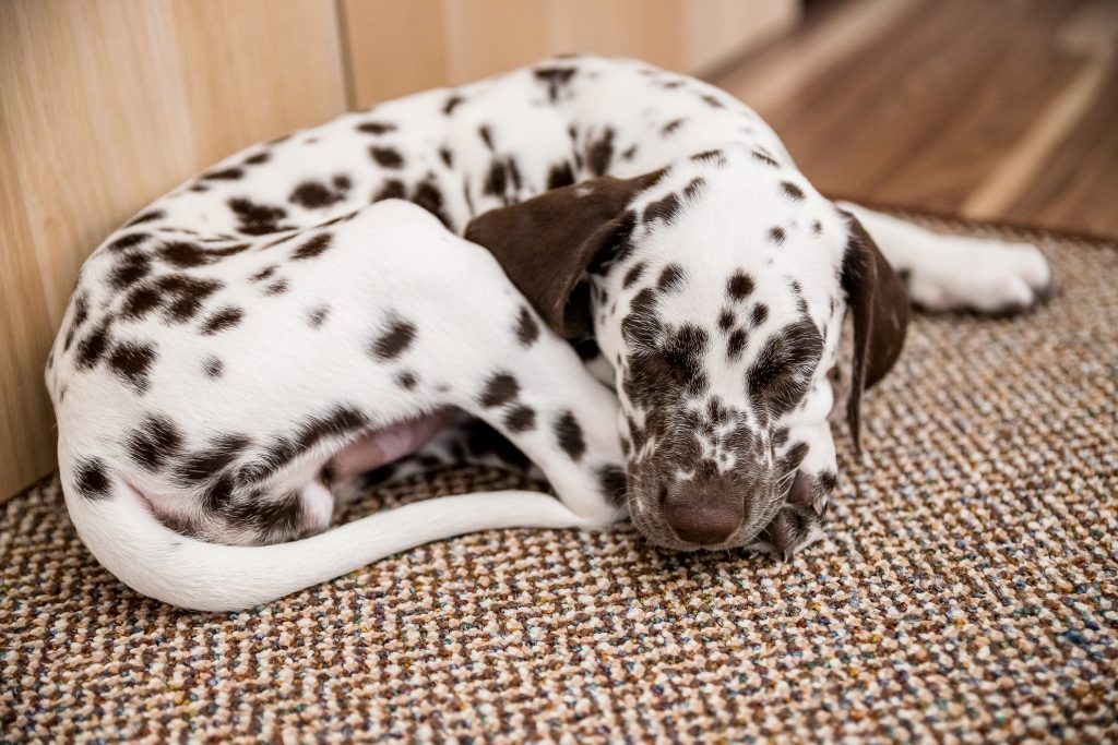 Posturas de descanso en perros: ¿qué significan? | Wakyma
