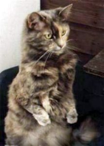 ¿Qué es un squitten? La hipoplasia radial en gatos