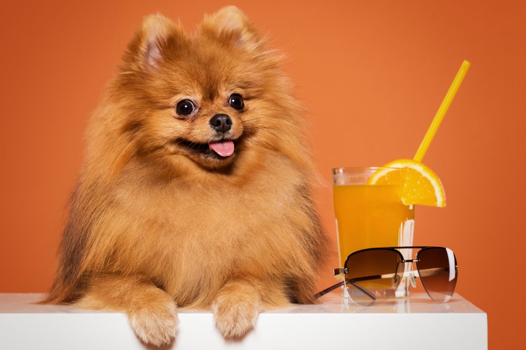 Ciudades pet friendly en México: destinos con mascotas
