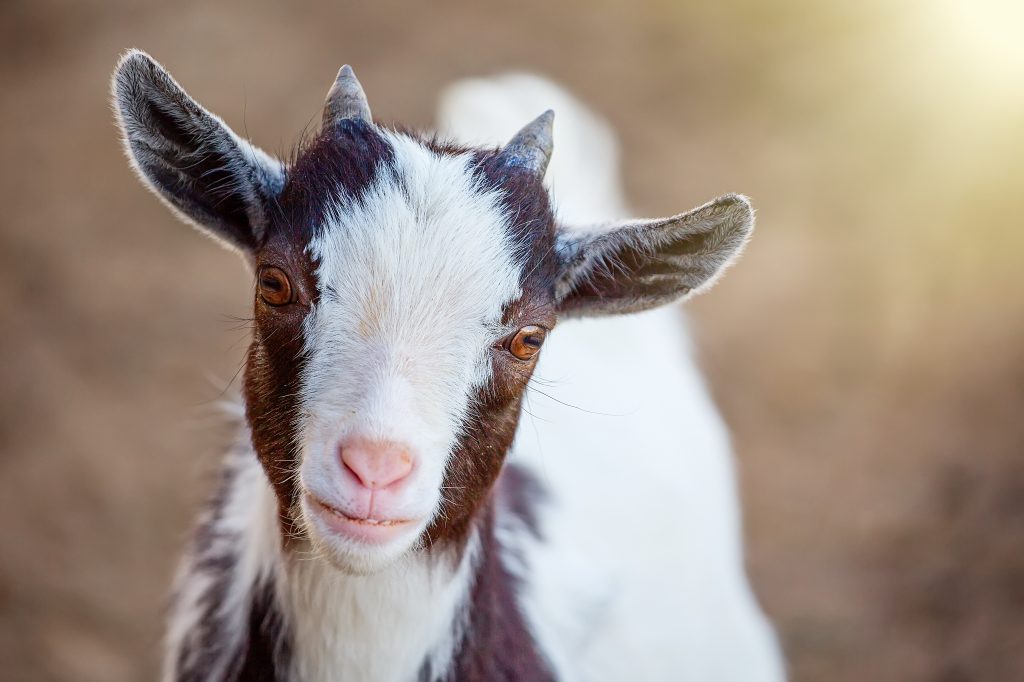 La cabra enana como mascota: conoce a este peculiar animal
