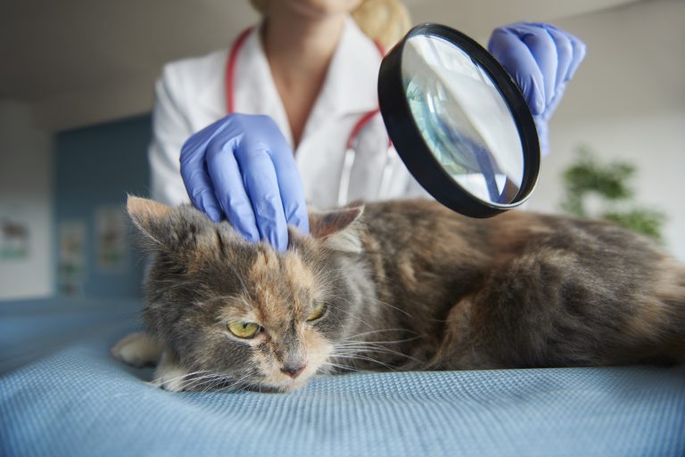 Síntomas de un gato enfermo o señales de enfermedad en gatos