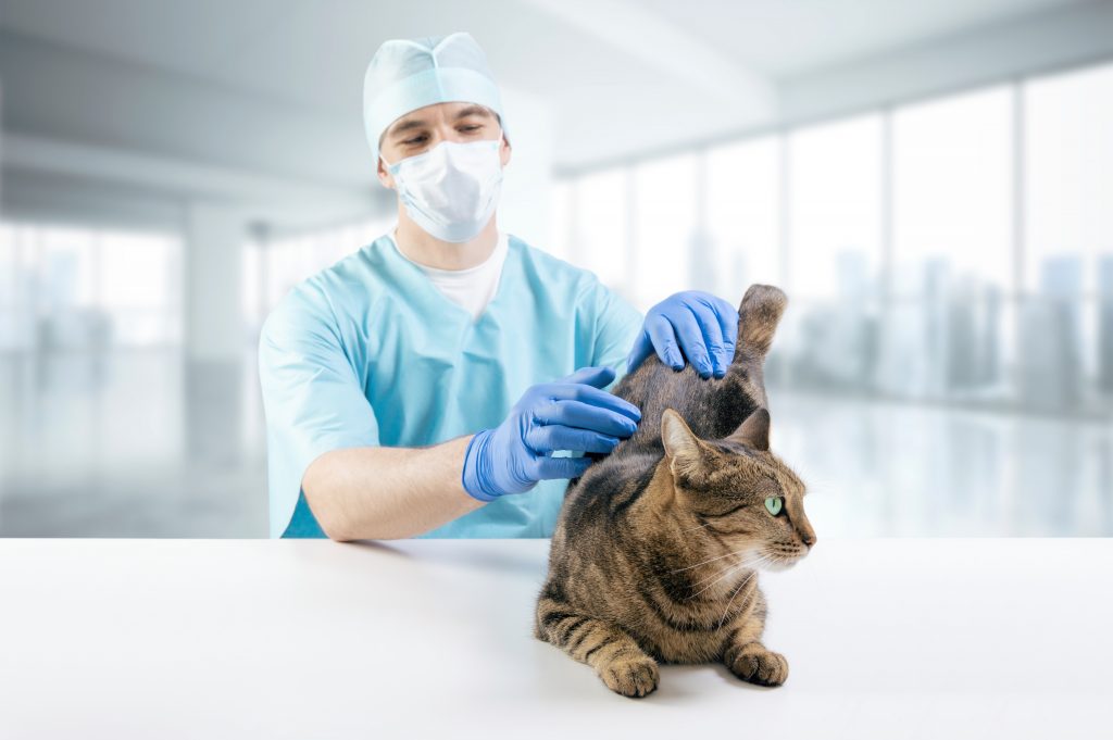 Síntomas de un gato enfermo o señales de enfermedad en gatos