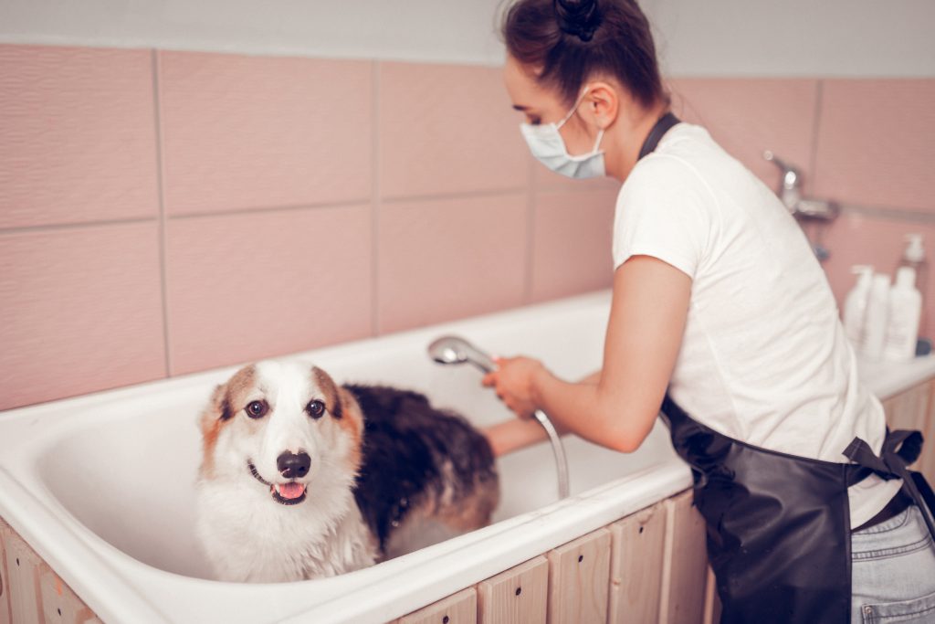 Cómo bañar a un perro: 9 consejos a tener en cuenta Cómo bañar a un perro: 9 consejos a tener en cuenta