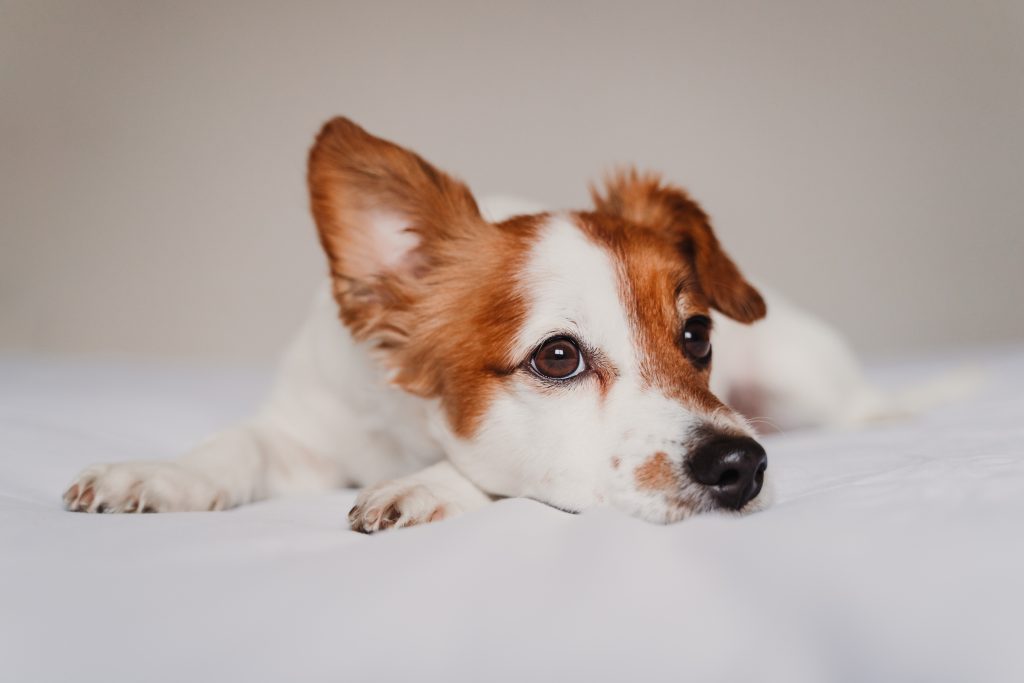 ¿Por qué mi perro tiene una oreja caída? | Wakyma