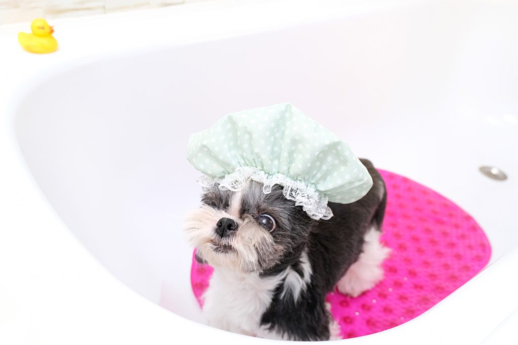 Perfumes para perros: ¿son buenos o malos? | Wakyma