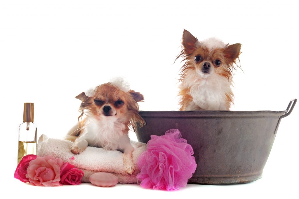 Perfumes para perros: ¿son buenos o malos? | Wakyma