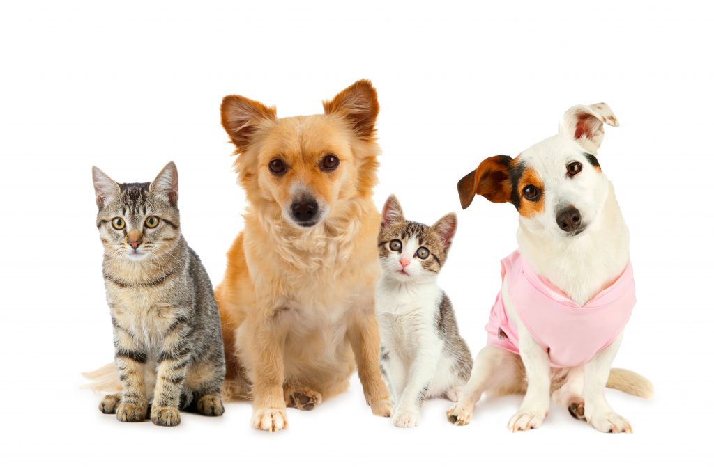 Esperanza de vida de las mascotas: ¿cuánto viven?