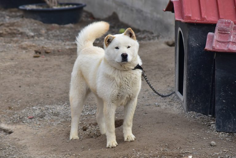 Perro de Chindo o Jindo coreano: descubre a esta belleza peluda