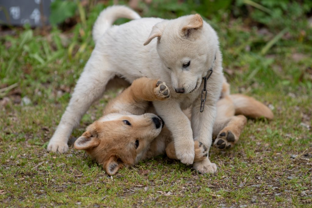 Perro de Chindo o Jindo coreano: descubre a esta belleza peluda
