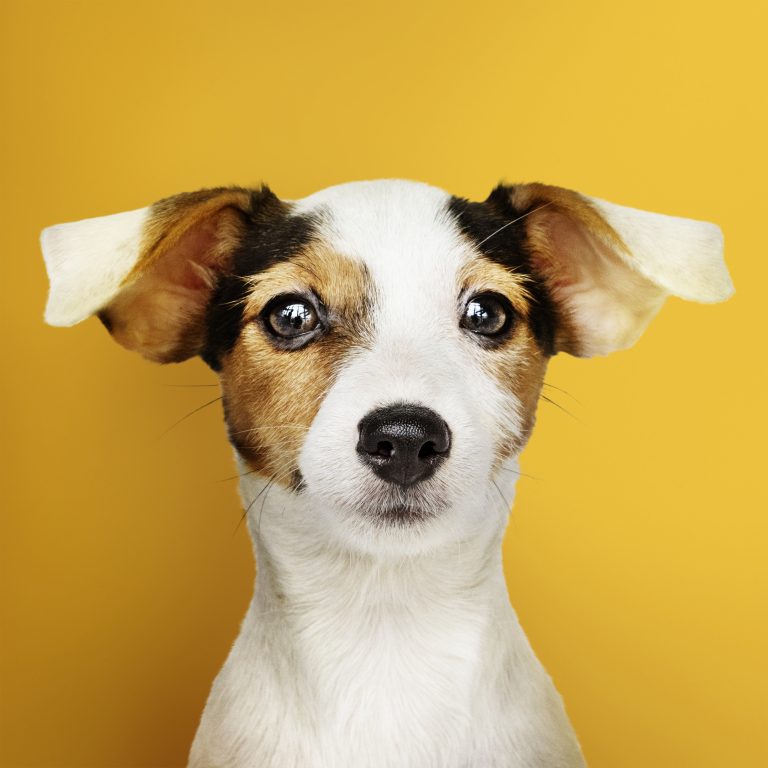 10 curiosidades de las orejas de los perros | Wakyma