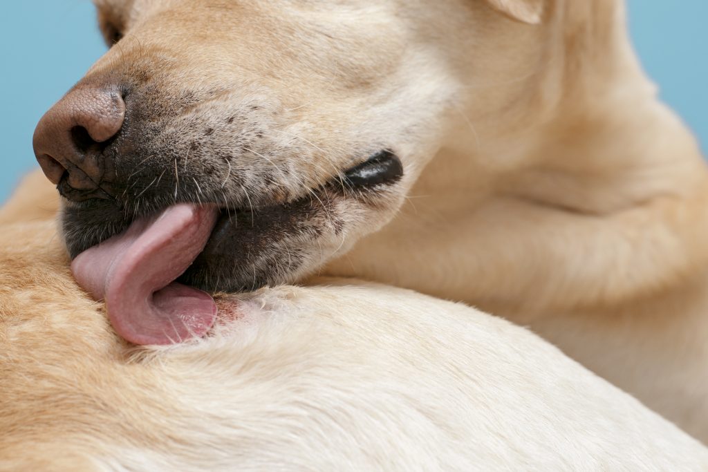 ¿Por qué los perros se lamen los genitales? | Wakyma