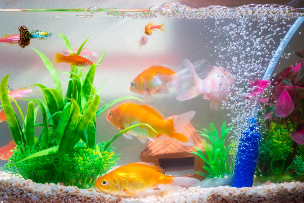 Los peces se persiguen: ¿por qué lo hacen? ¡Te damos 5 razones!