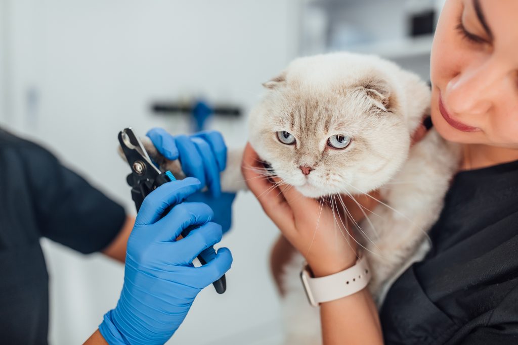 Habilidades que debe reunir un asistente veterinario
