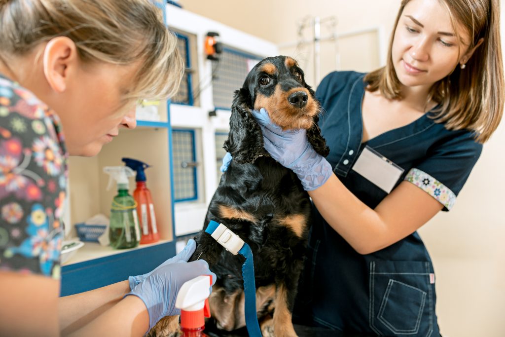 Habilidades que debe reunir un asistente veterinario