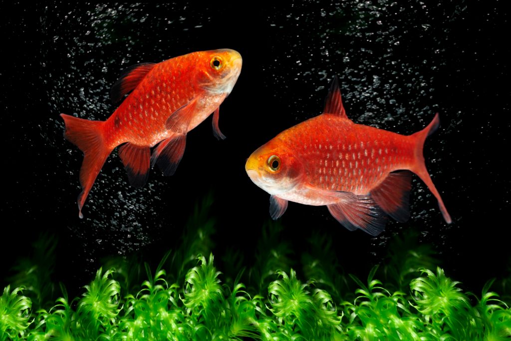 7 peces más elegidos como mascotas en los hogares