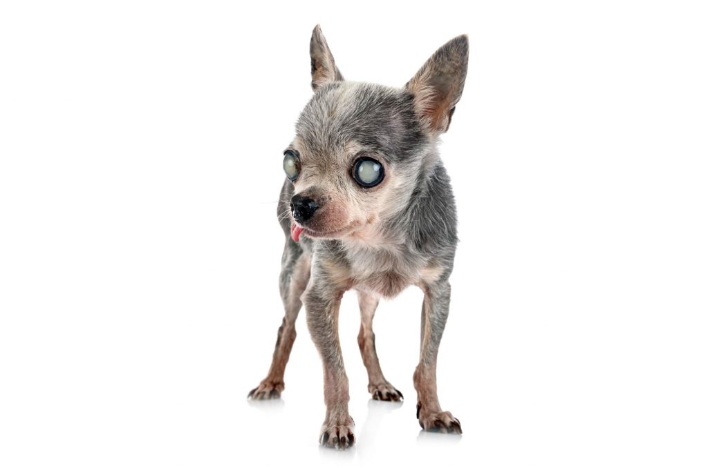 Consejos para vivir con un perro ciego en casa | Wakyma