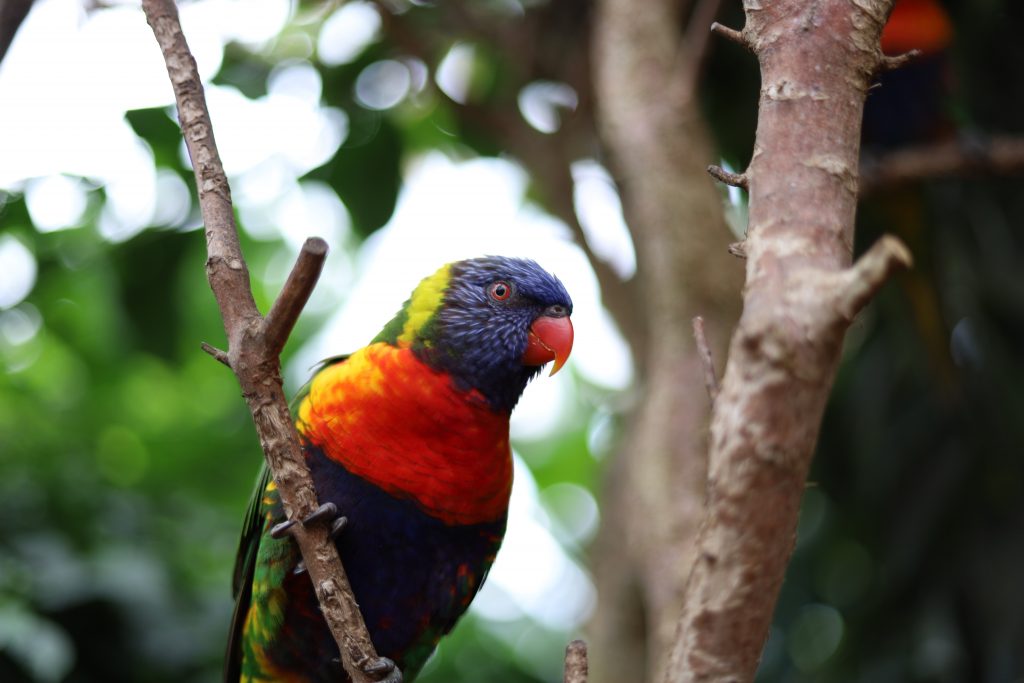 10 curiosidades de los loros que te encantará conocer