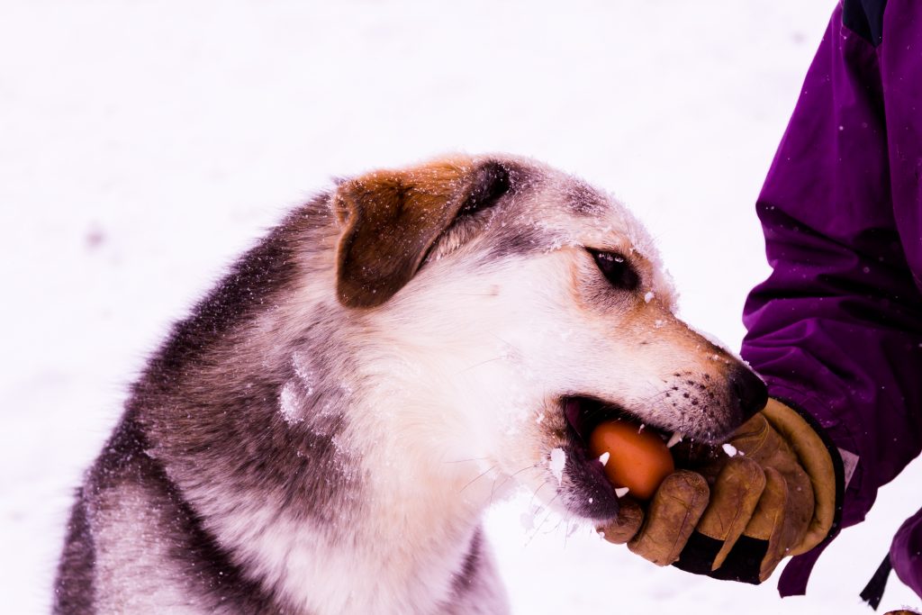 Los perros pueden comer huevo: ¿sí o no? | Wakyma