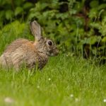 8 Enfermedades de los CONEJOS Más FRECUENTES, ¡descúbrelas!