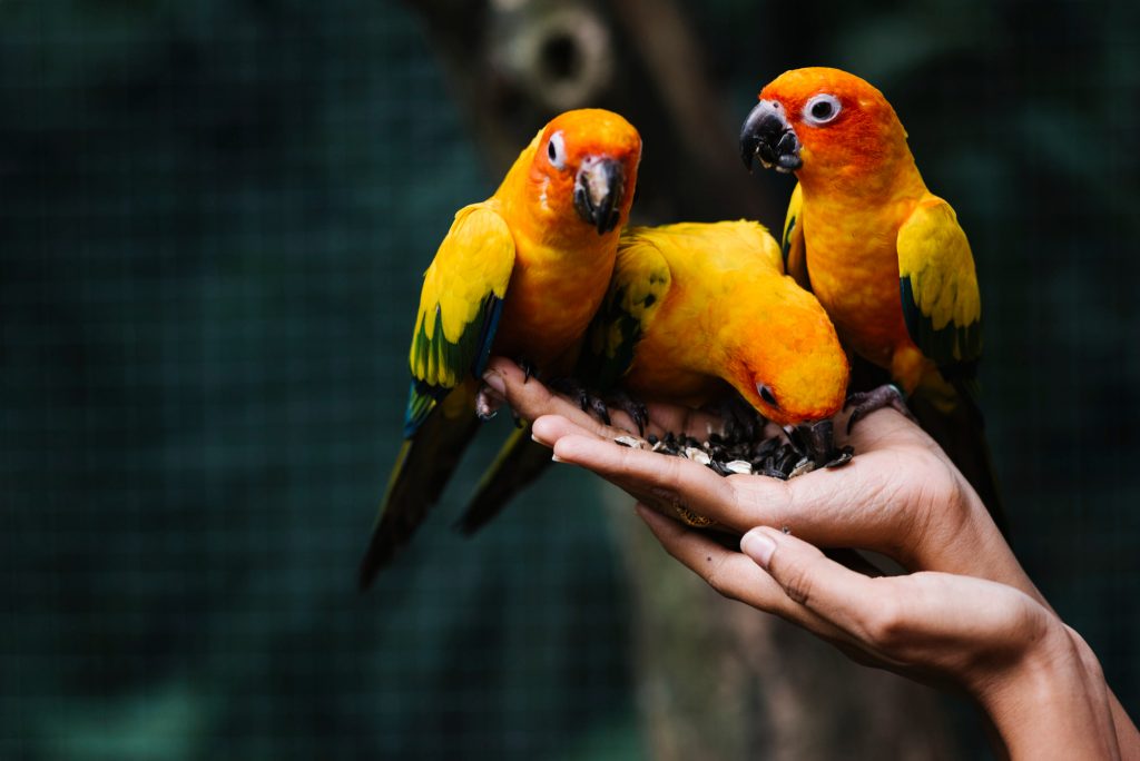 Nombres para pájaros: ¡elige entre más de 100 ideas!