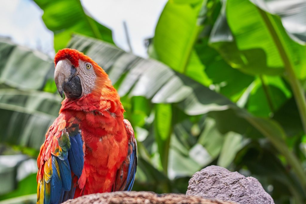 Diarrea en loros: descubre las causas y el tratamiento
